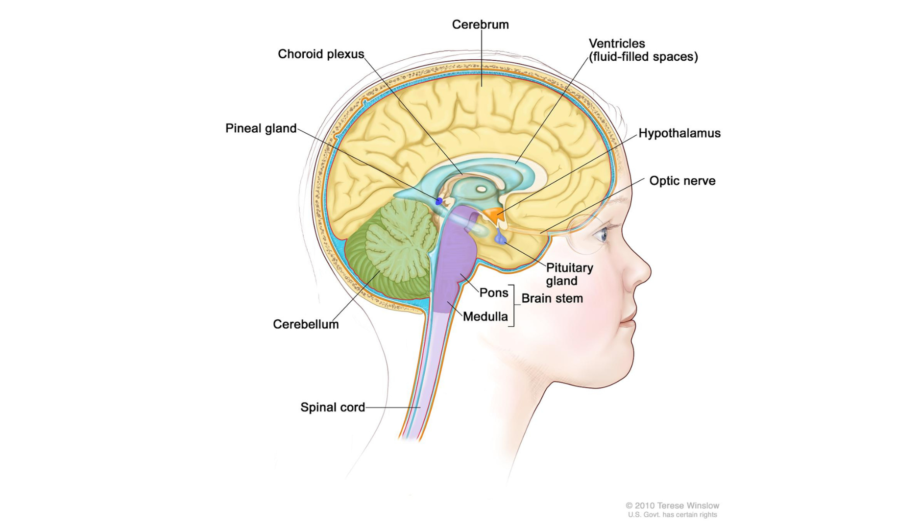 About Pediatric Brain Tumors - Pediatric Brain Tumor Foundation